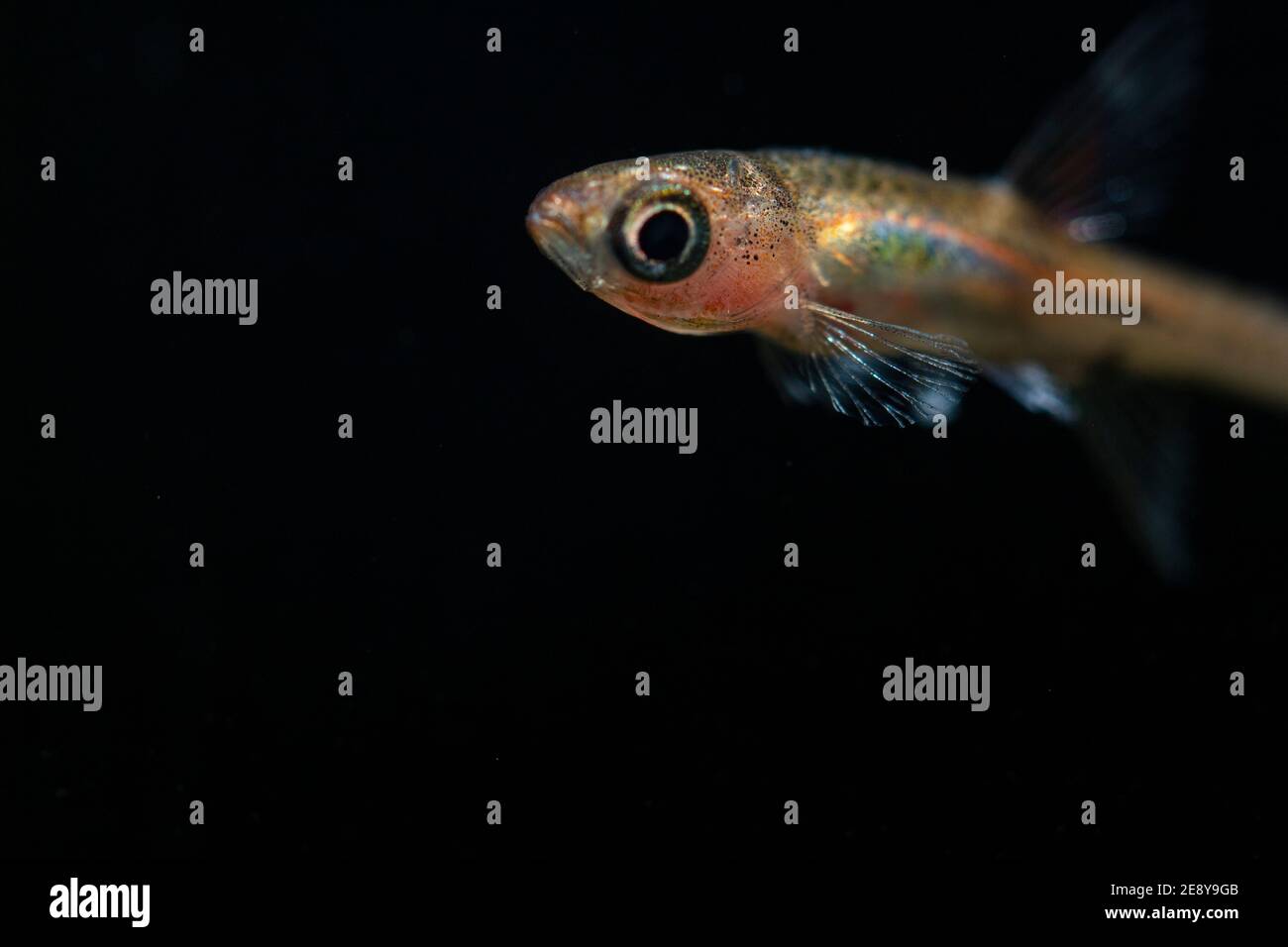 Mosquito fish hi-res stock photography and images - Alamy