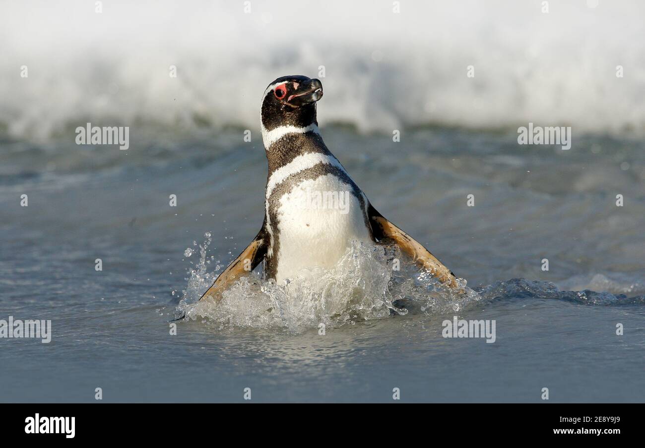 Penguin in the water. Bird playing in sea waves. Sea bird in the water ...