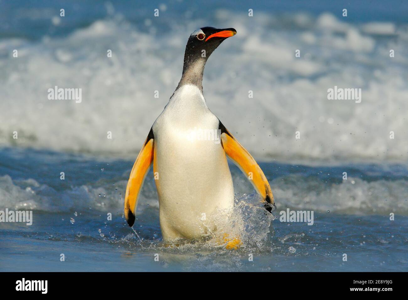 Gentoo penguin jumps out of the blue water after swimming through the ...