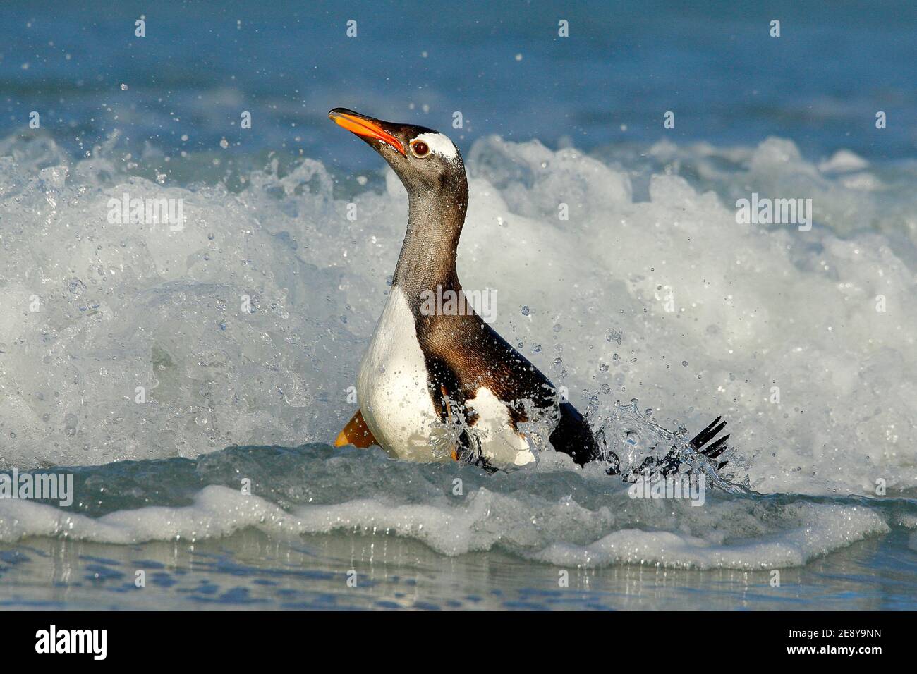 Gentoo penguin jumps out of the blue water after swimming through the ...
