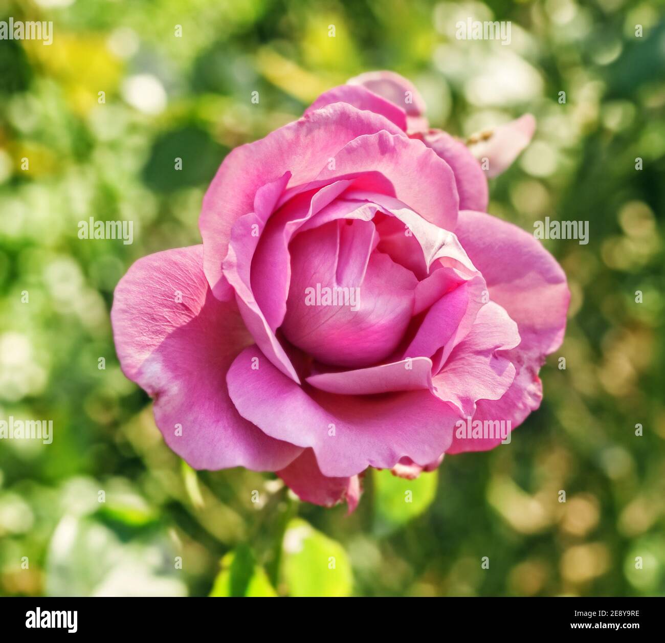 Pretty dark pink rose on light green background in garden on summer day ...