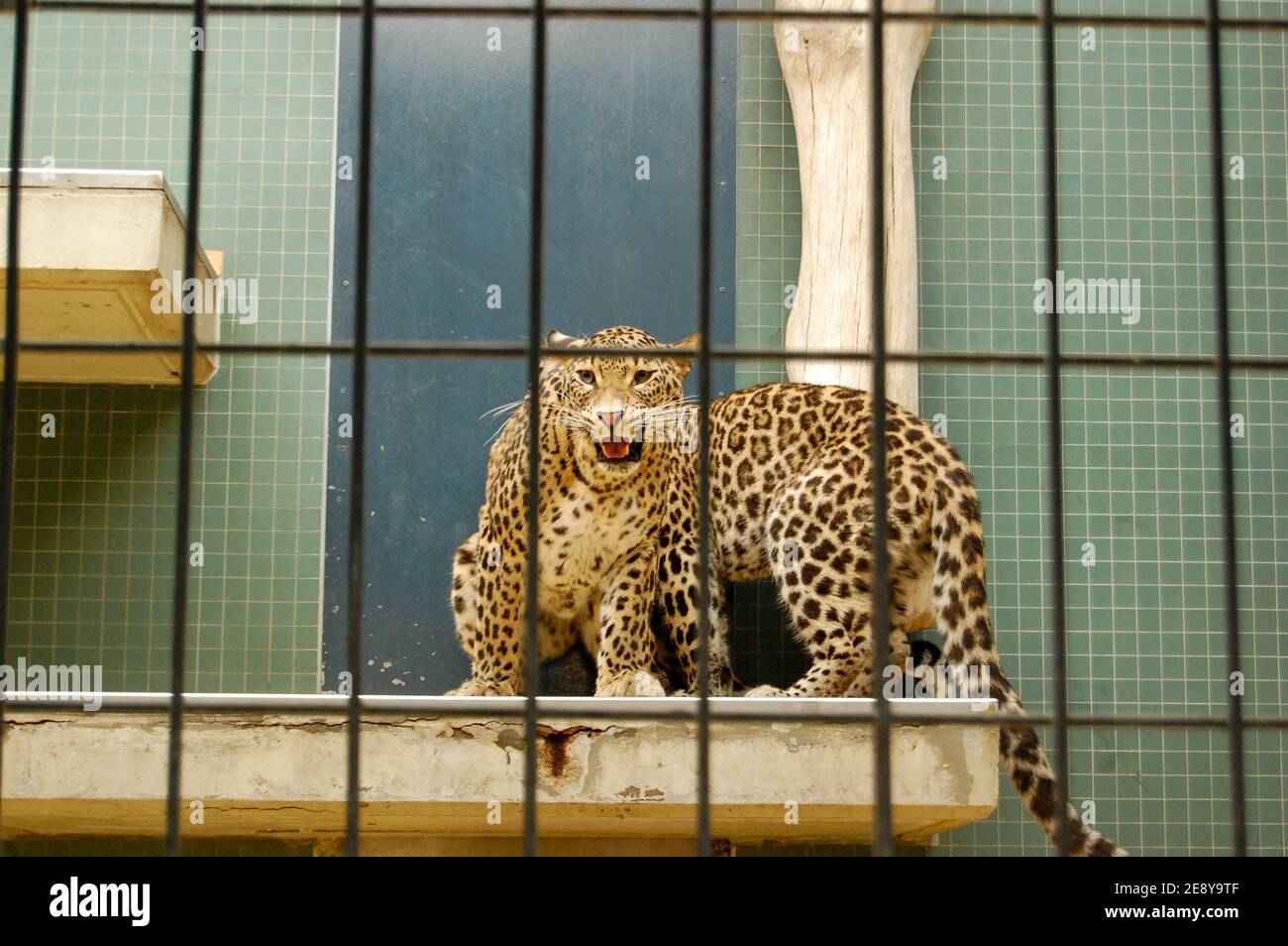 The chinese hunt hi-res stock photography and images - Alamy