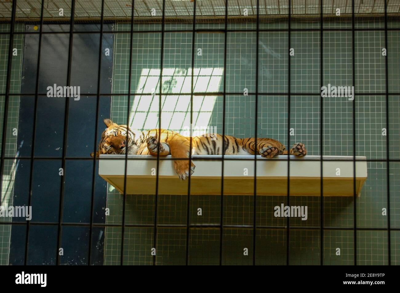 Tiger inside cage hi-res stock photography and images - Alamy