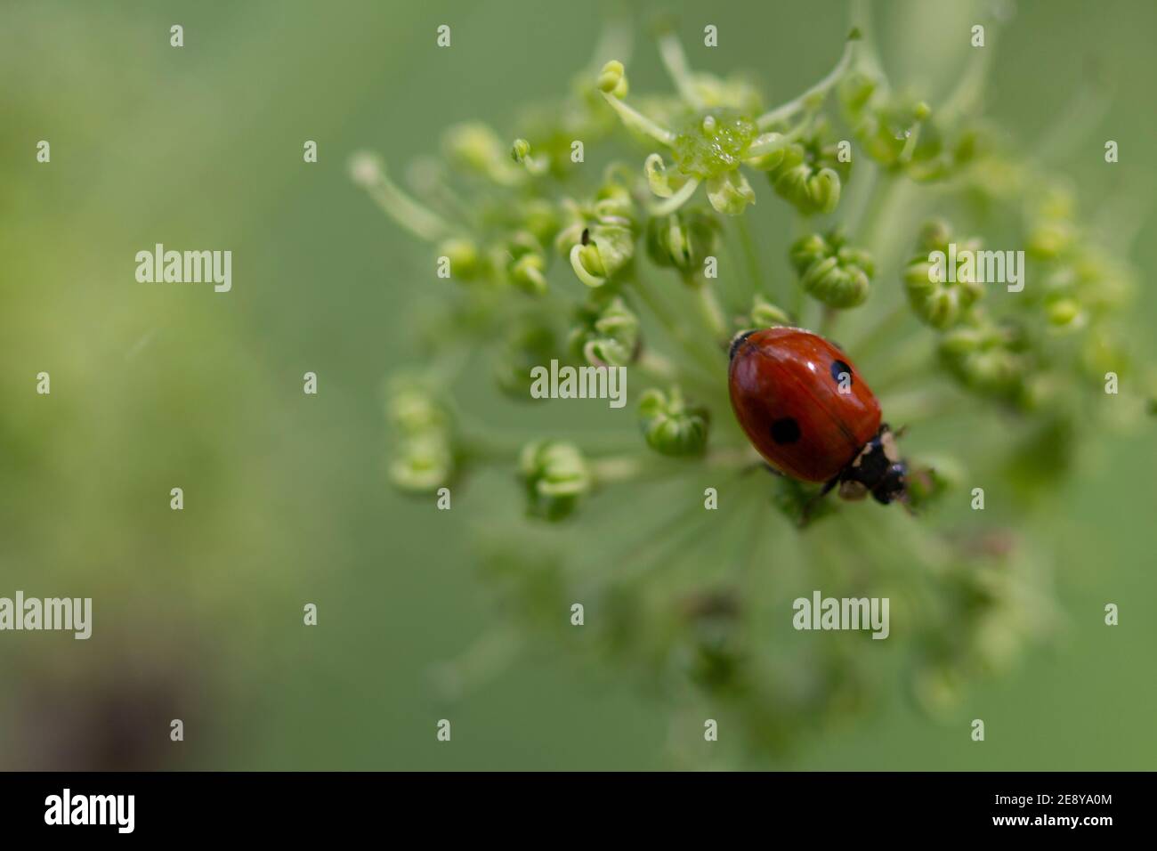 Red and black ladybug on green plant Stock Photo - Alamy