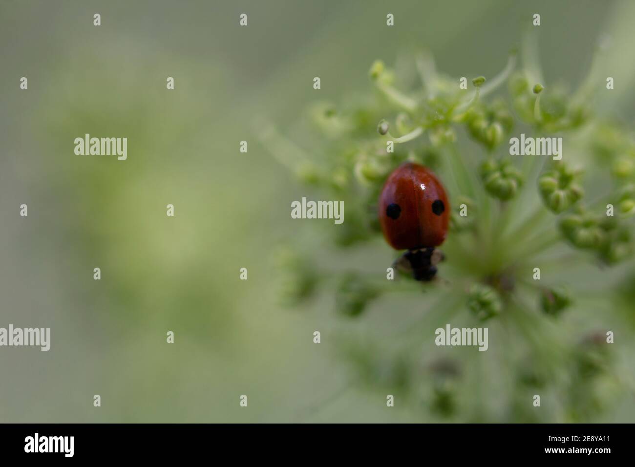 Red and black ladybug on green plant Stock Photo - Alamy