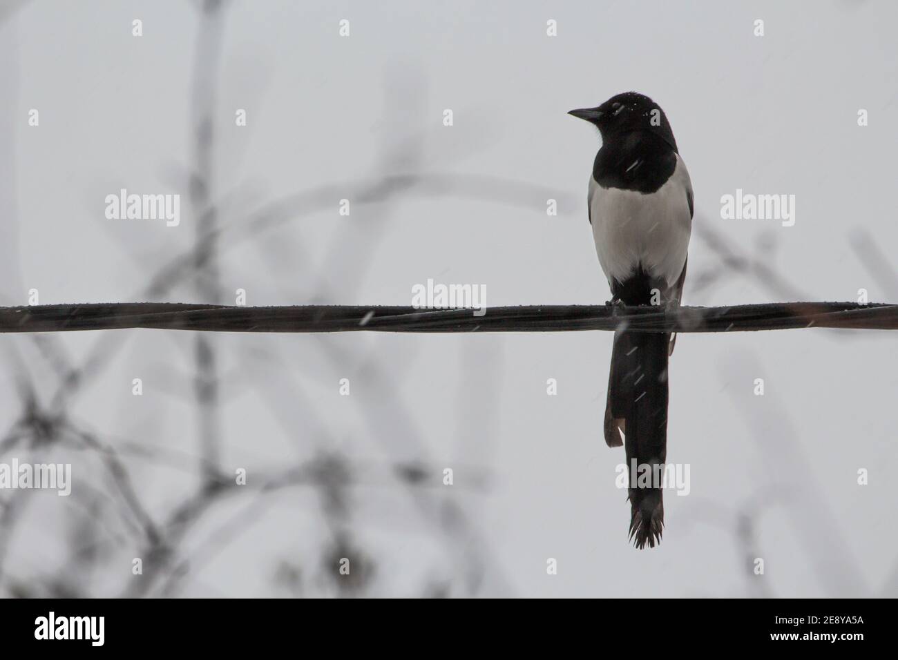 Magpie on power line in snow Stock Photo - Alamy