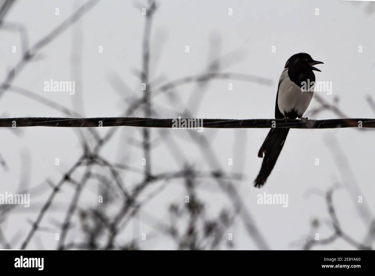 Magpie on power line in snow Stock Photo - Alamy