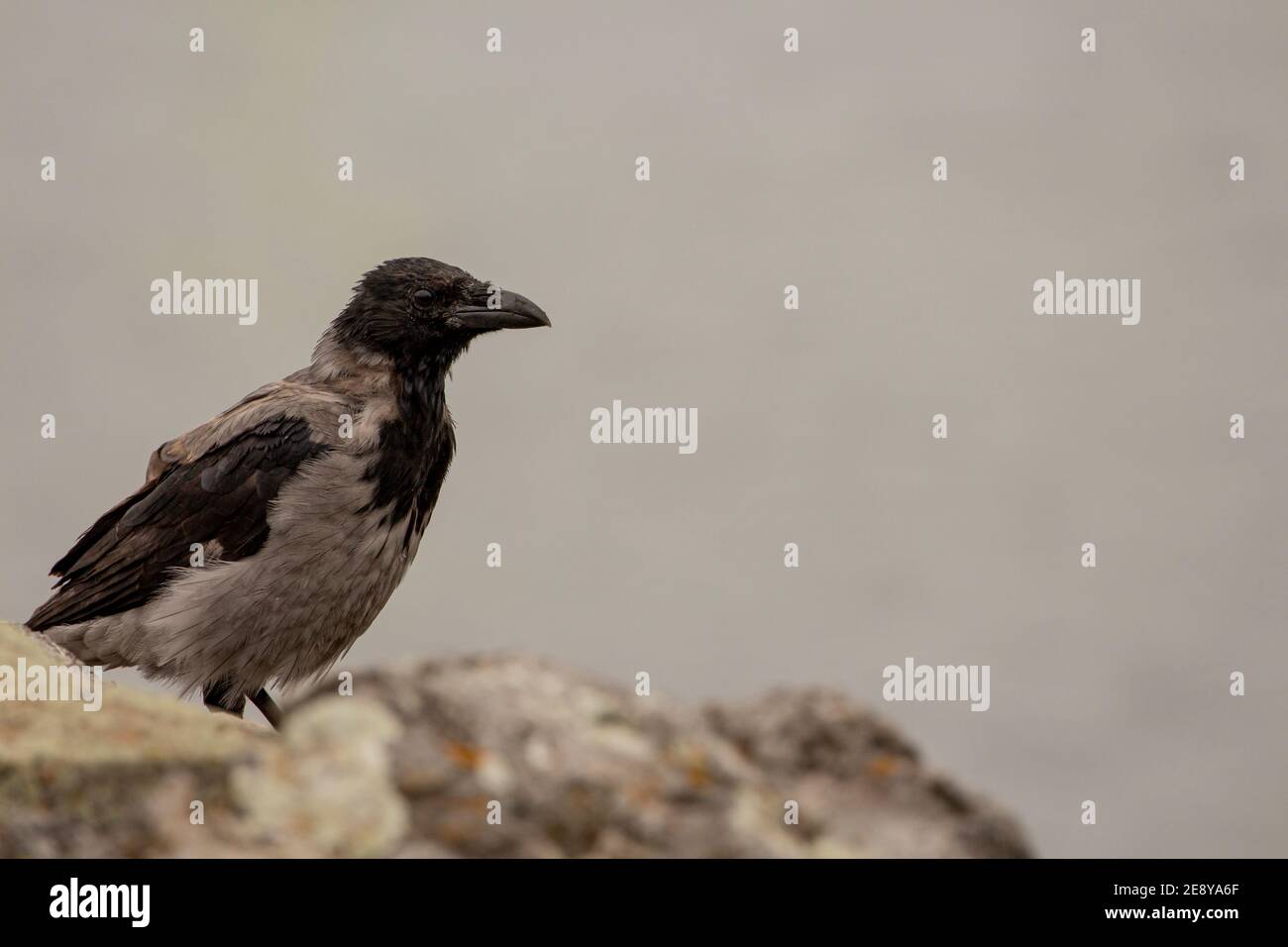 Black and grey crow hi-res stock photography and images - Alamy