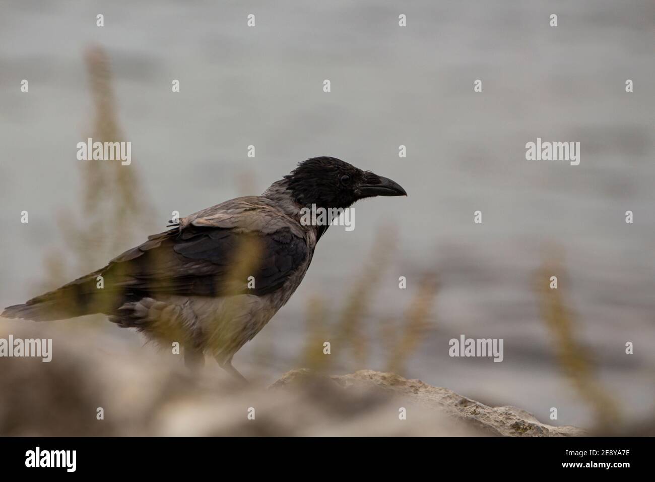 Young black and grey crow by the ocean Stock Photo - Alamy