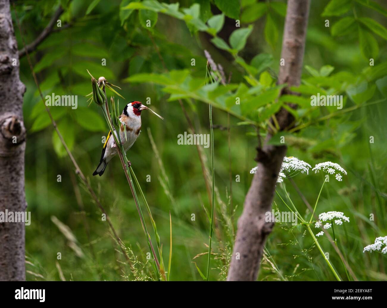 Golden finch eating seed capsule on plant Stock Photo - Alamy