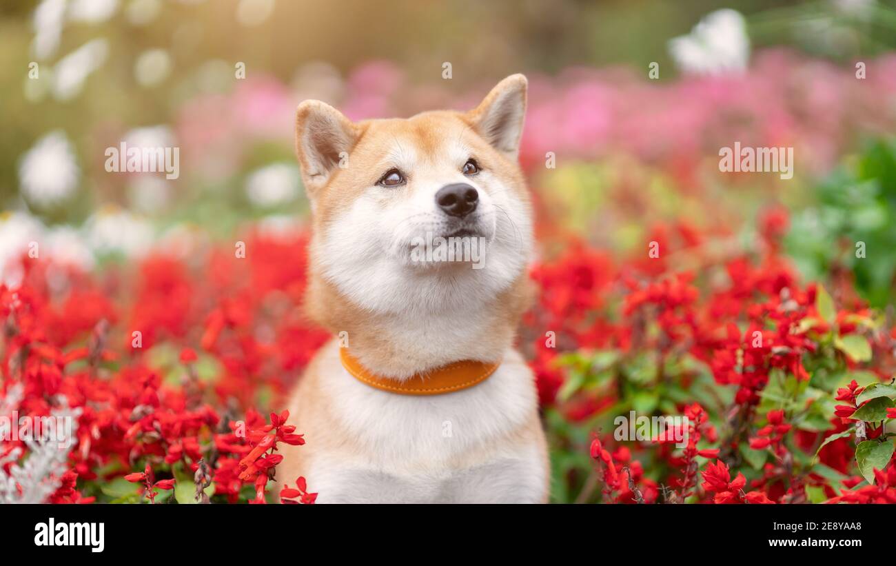 Young shiba inu dog sitting in flower bed of red and pink flowers and ...