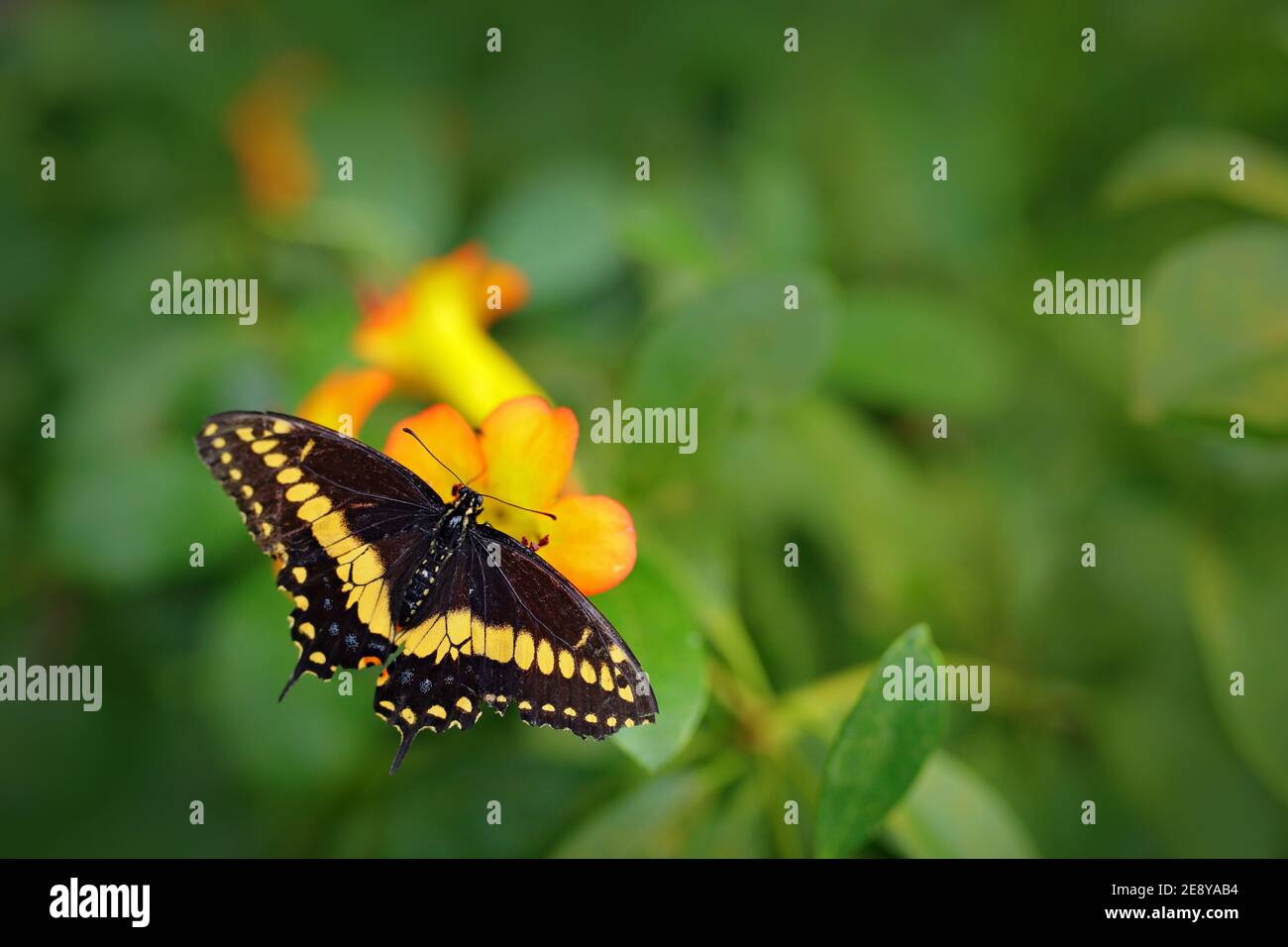 Giant Swallow Tail, Papilio thoas nealces, beautiful butterfly from ...