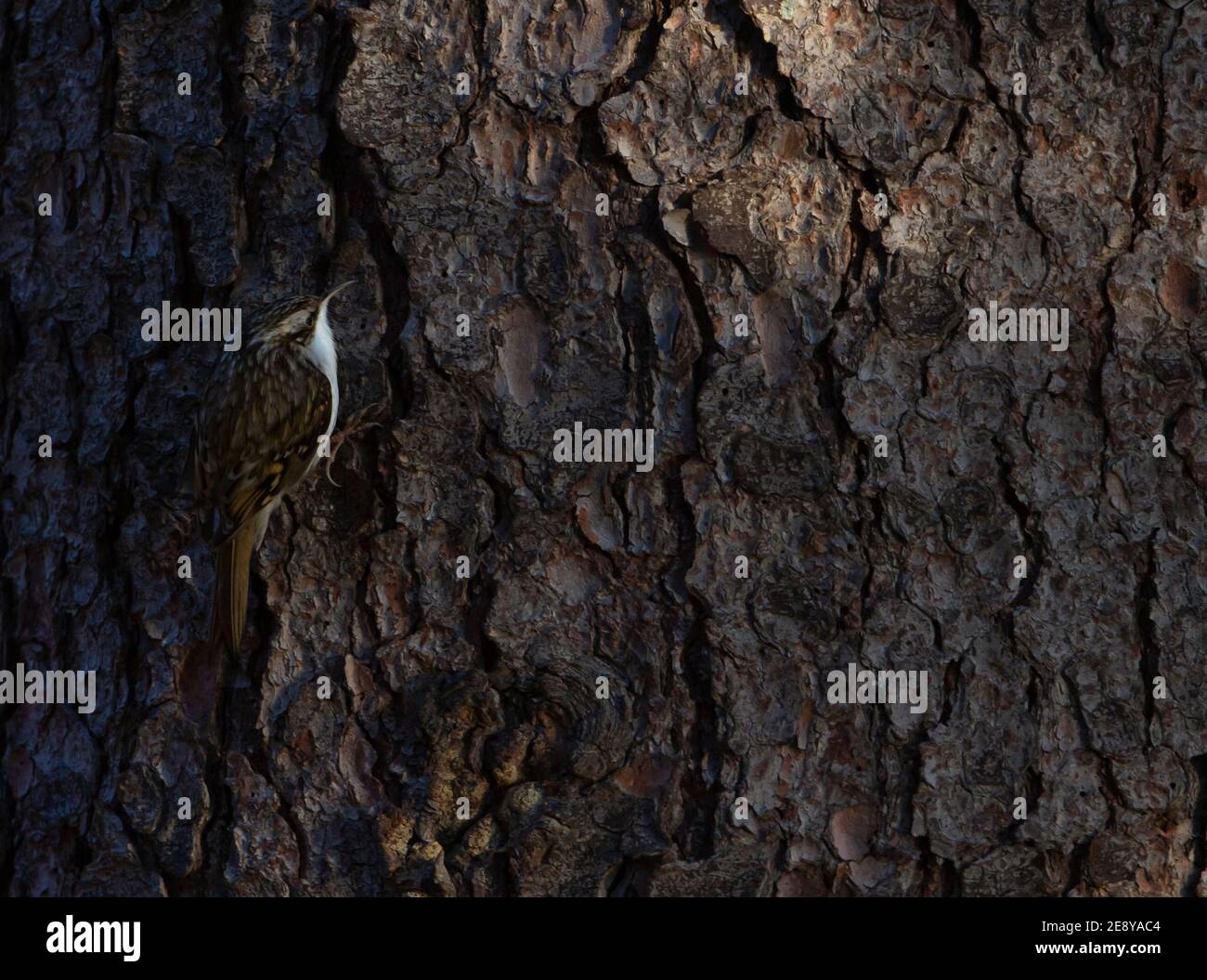 Small tree crawler on trunk Stock Photo - Alamy