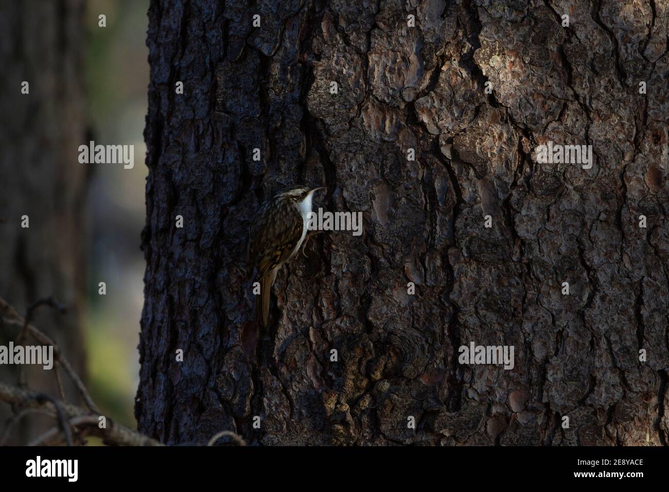 Small tree crawler on trunk Stock Photo - Alamy