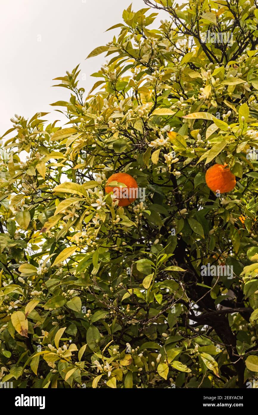 Real pretty blooming orange hi-res stock photography and images - Alamy