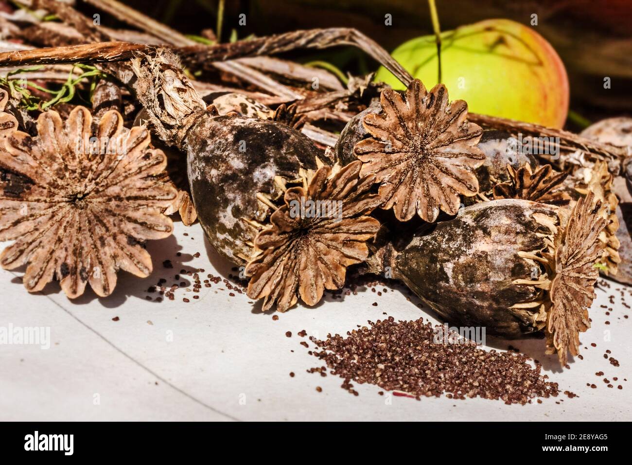 Dry real brown poppy boxes lie on sunny summer day Stock Photo - Alamy