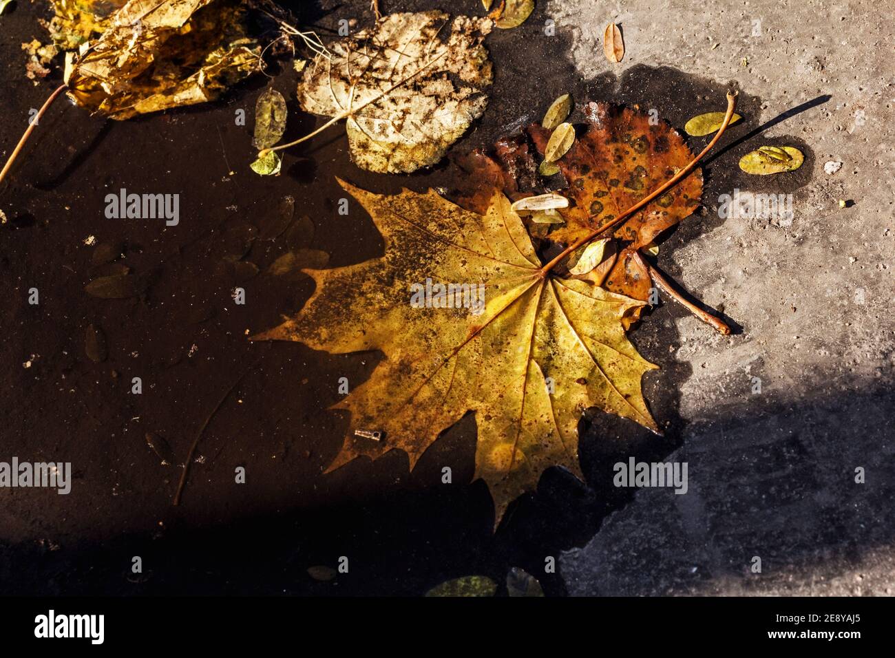 Real charming autumn leaves in puddle on sunny relax day Stock Photo ...