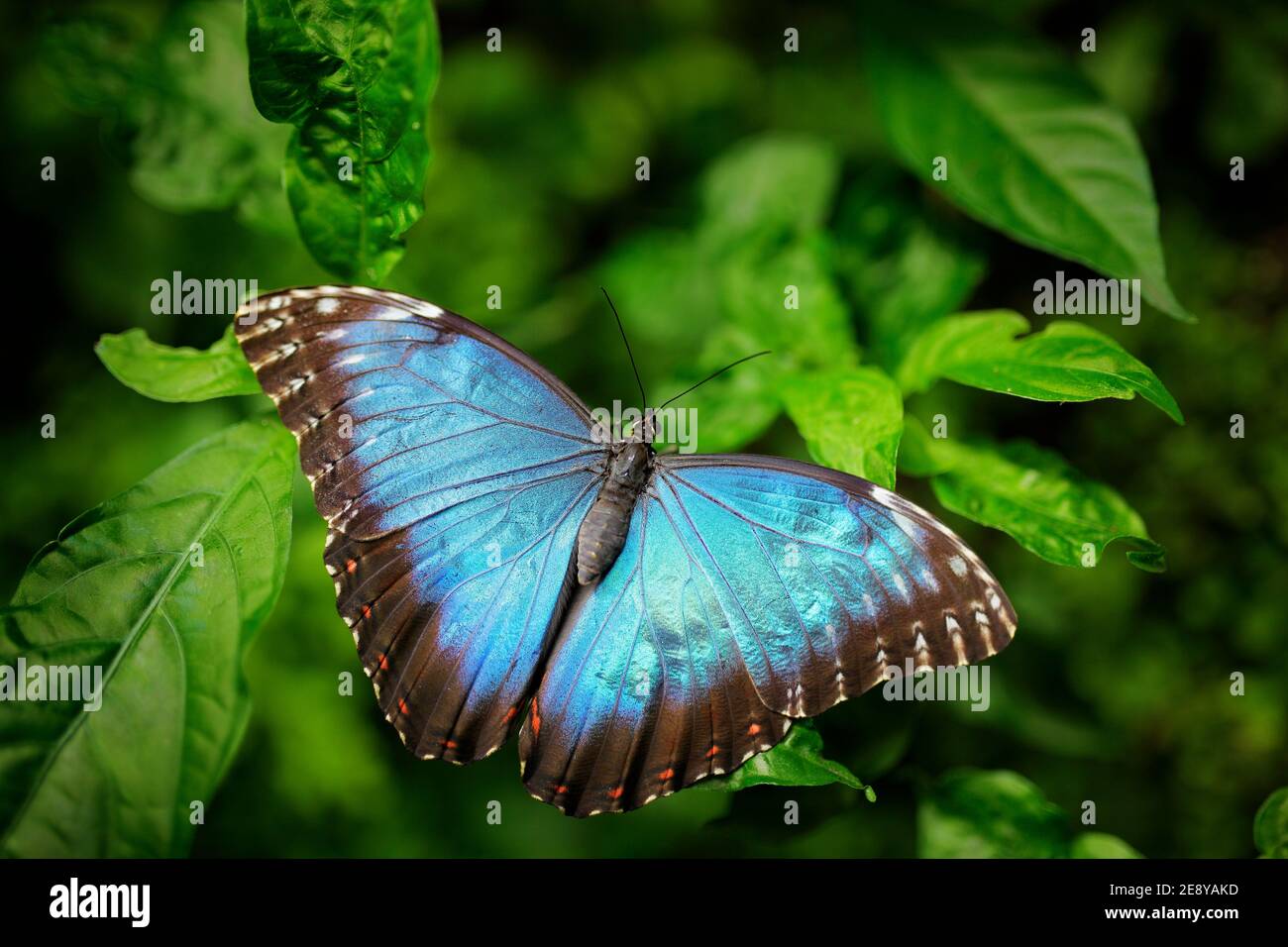 Morpho peleides peru hi-res stock photography and images - Alamy