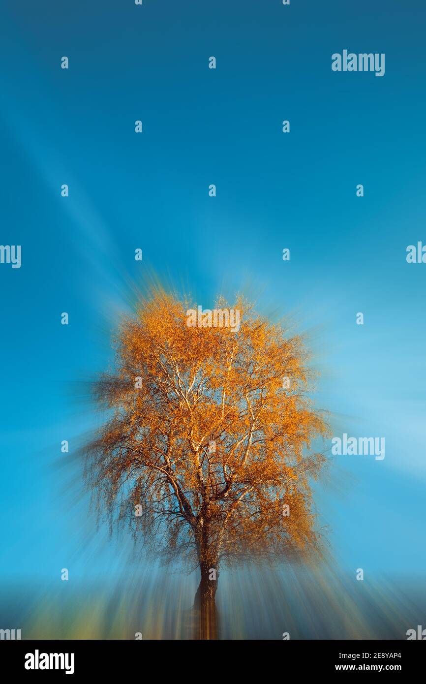 golden birch tree on blue sky, zoom blur Stock Photo - Alamy