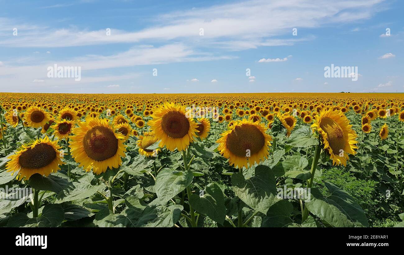 Vibrant yellow sunflowers moving in wind. Yellow flower heads closeup ...