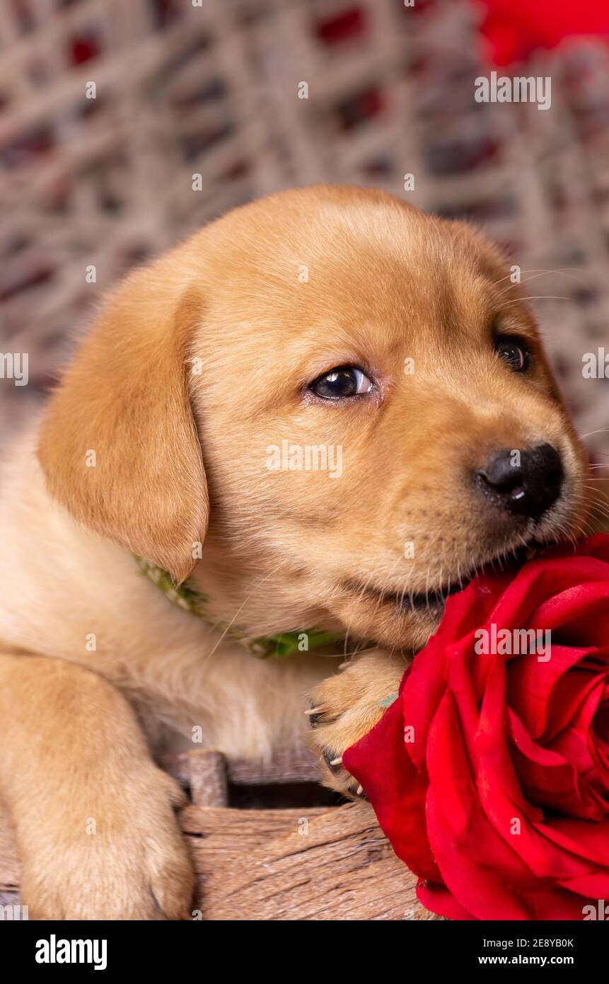 Blond labrador hi-res stock photography and images - Alamy