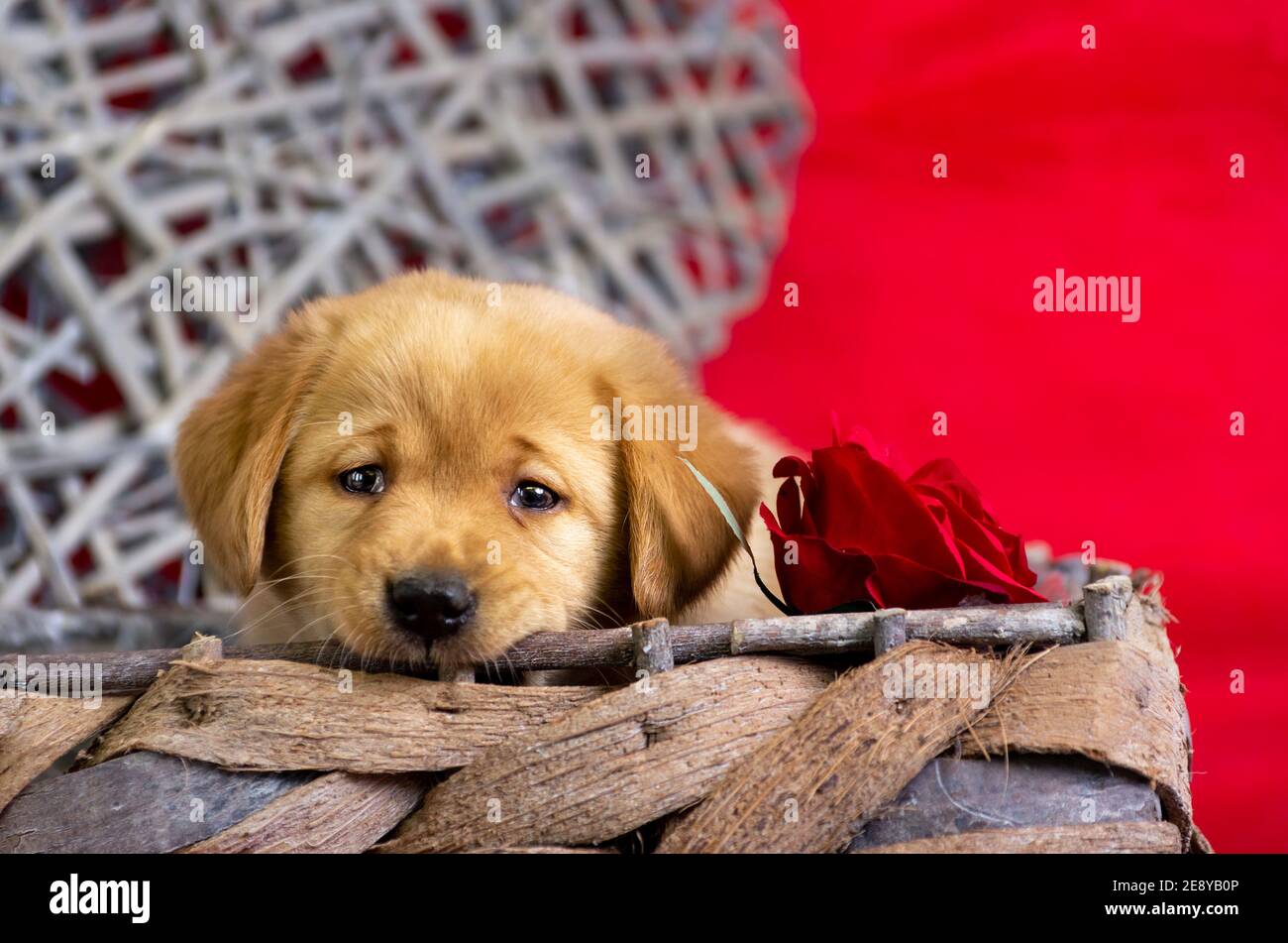 yellow labrador puppy looks adorable over the edge of a valentine ...