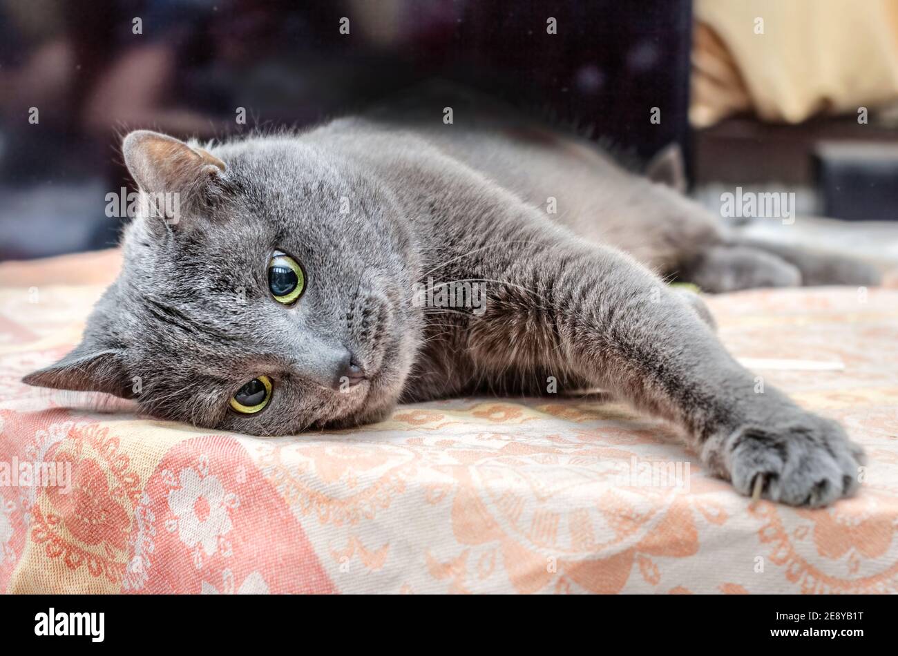 Real pretty brooding adult grey cat with yellow eyes lying Stock Photo ...