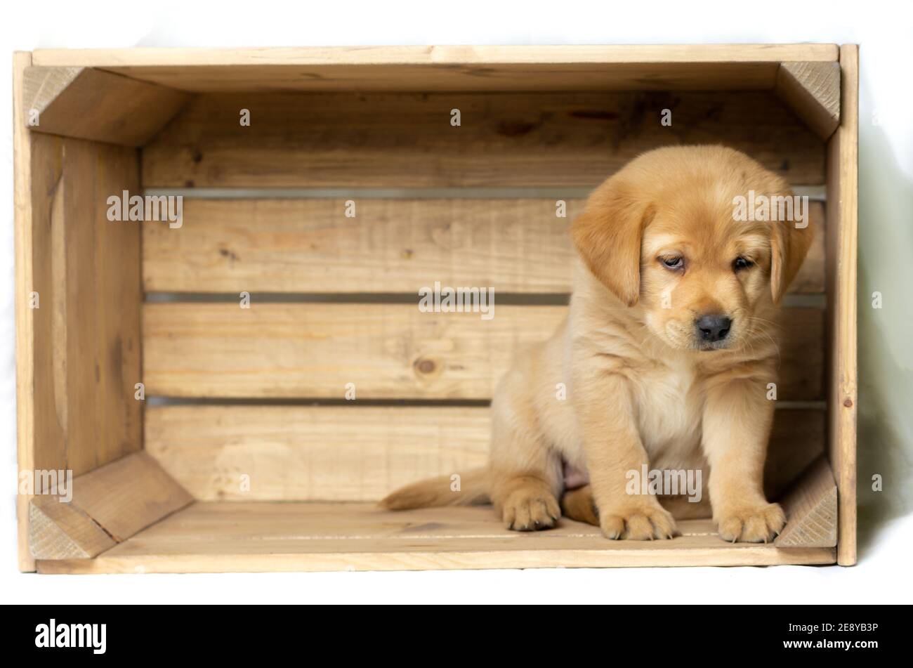 blonde labrador puppy sits on the right in a wooden box and looks down ...