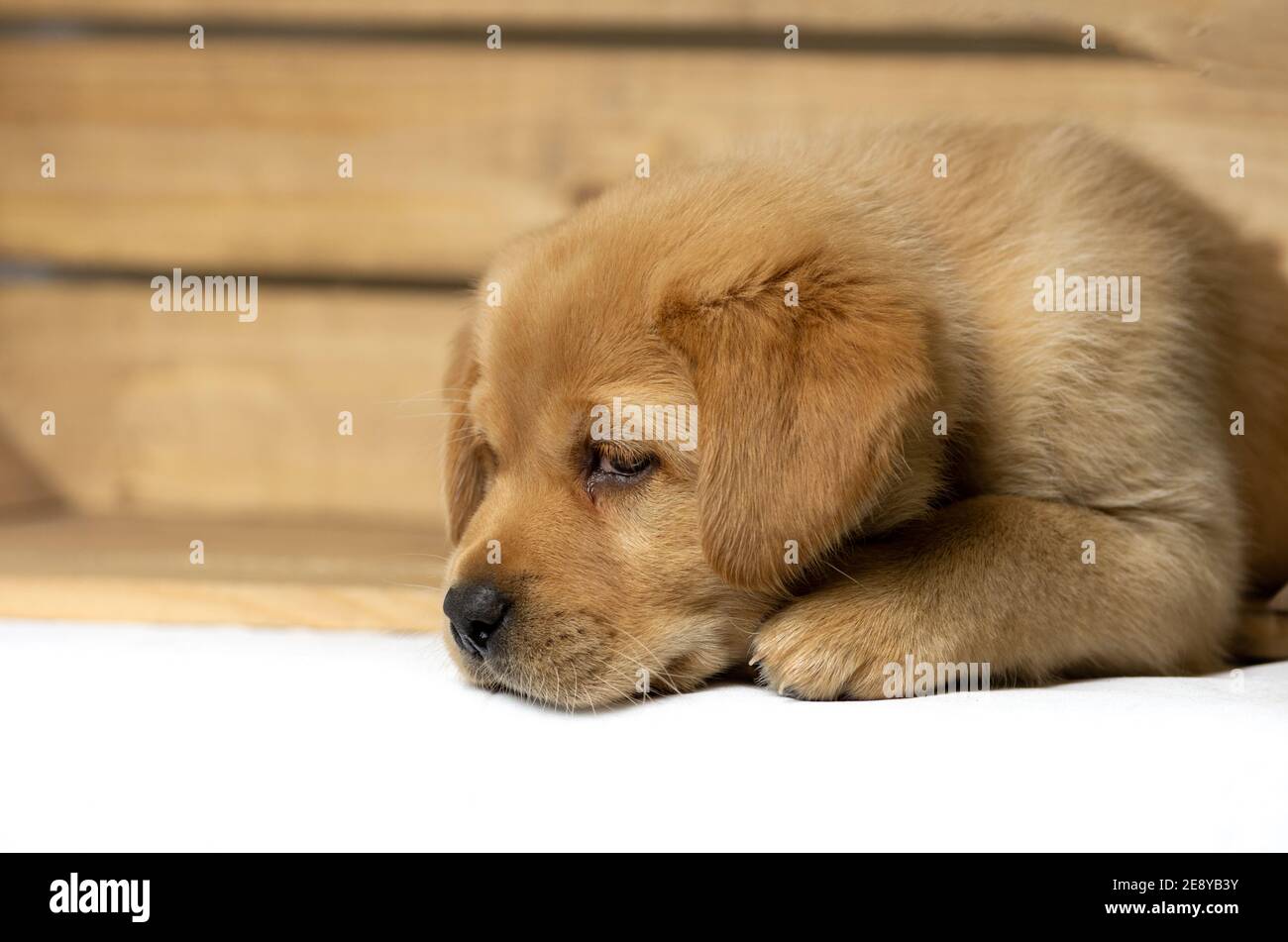 Labrador close up shot hi-res stock photography and images - Alamy