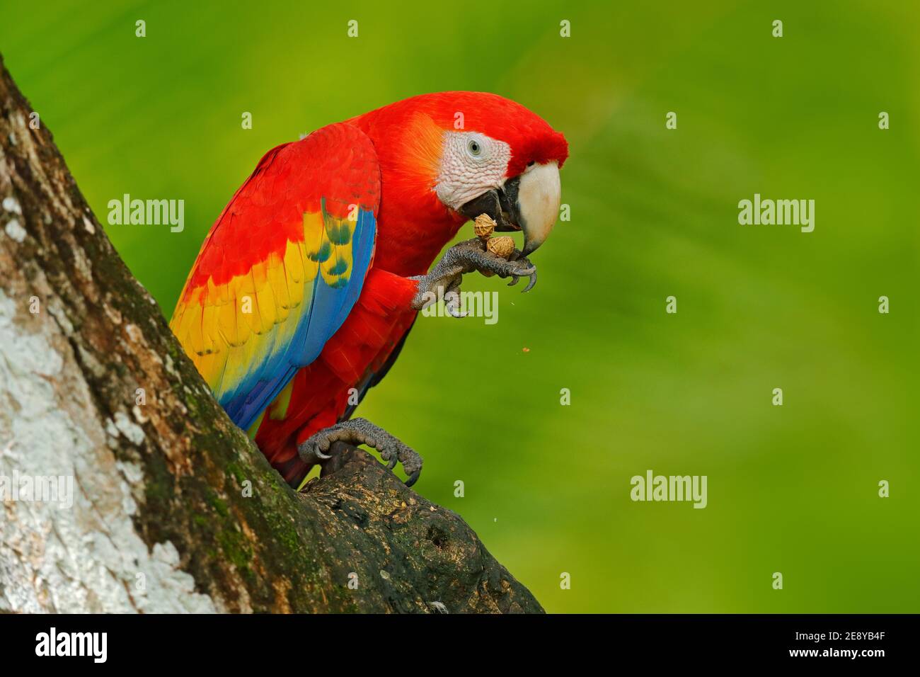 Colorful Scarlet Macaw aviary, sitting on the log, isolated on a white background Stock Photo ...
