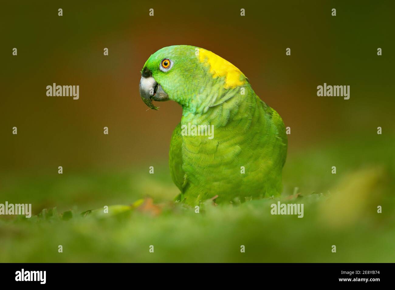 Red-lored Parrot, Amazona autumnalis, portrait of light green parrot ...