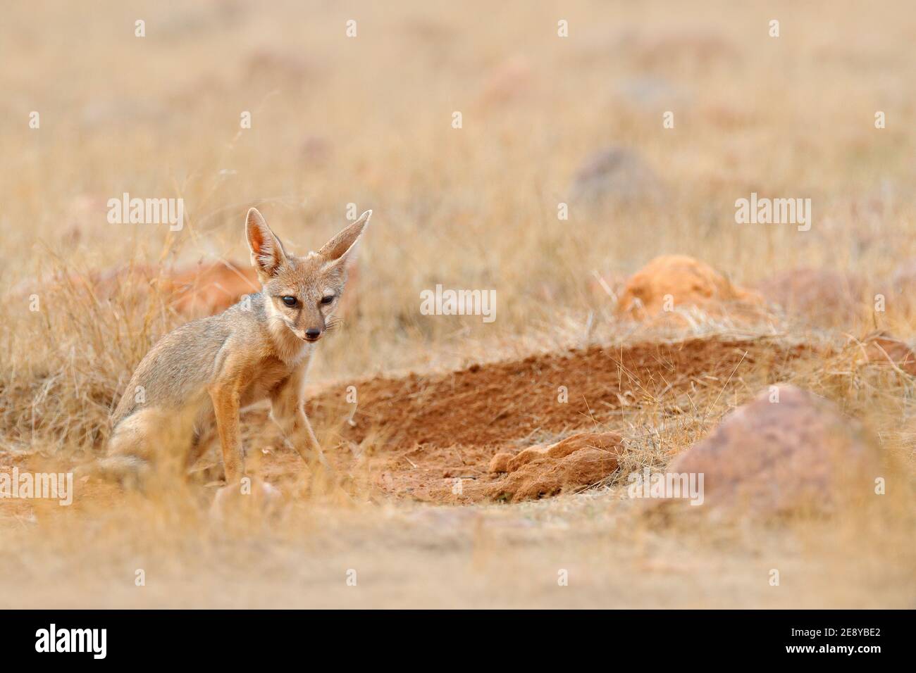 Bengal Fox, Indian Fox, Vulpes bengalensis, Ranthambore National Park ...