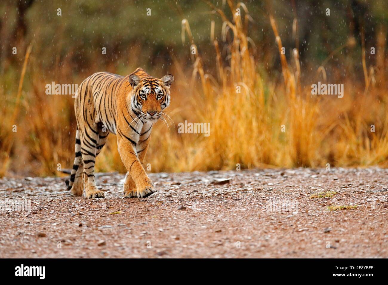 Indian tiger male with first rain, wild animal in the nature habitat ...