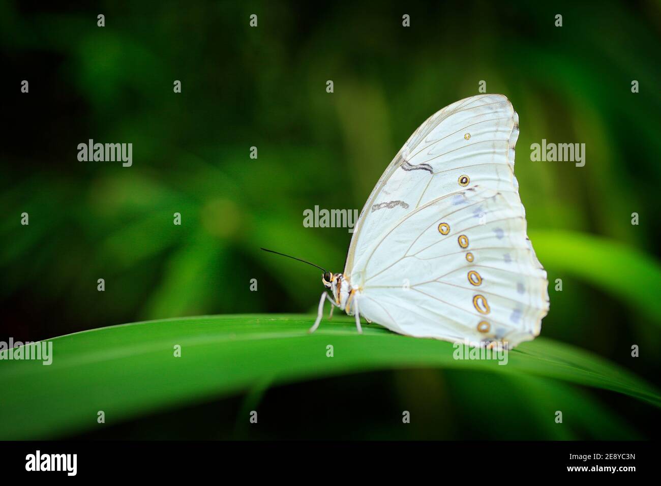 Morpho polyphemus, the white morpho, white butterfly of Mexico and ...