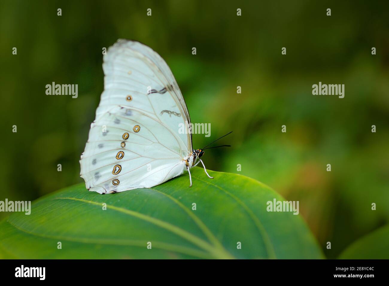 Morpho polyphemus, the white morpho, white butterfly of Mexico and ...
