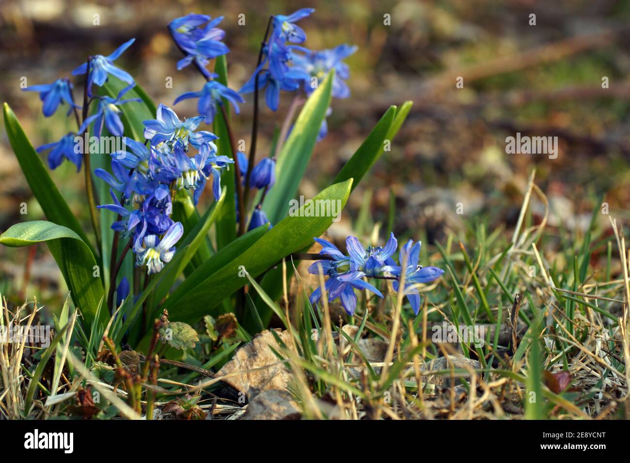 Wood squill hi-res stock photography and images - Alamy