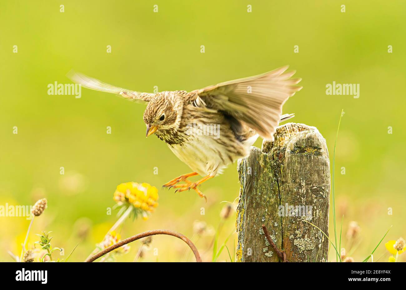 Corn Bunting Singing Stock Photo - Alamy
