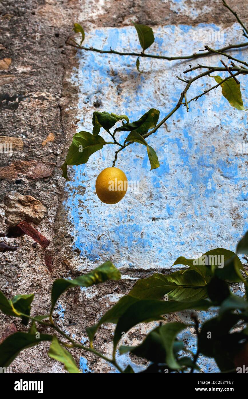 Lemon leaves single fruit hi-res stock photography and images - Alamy
