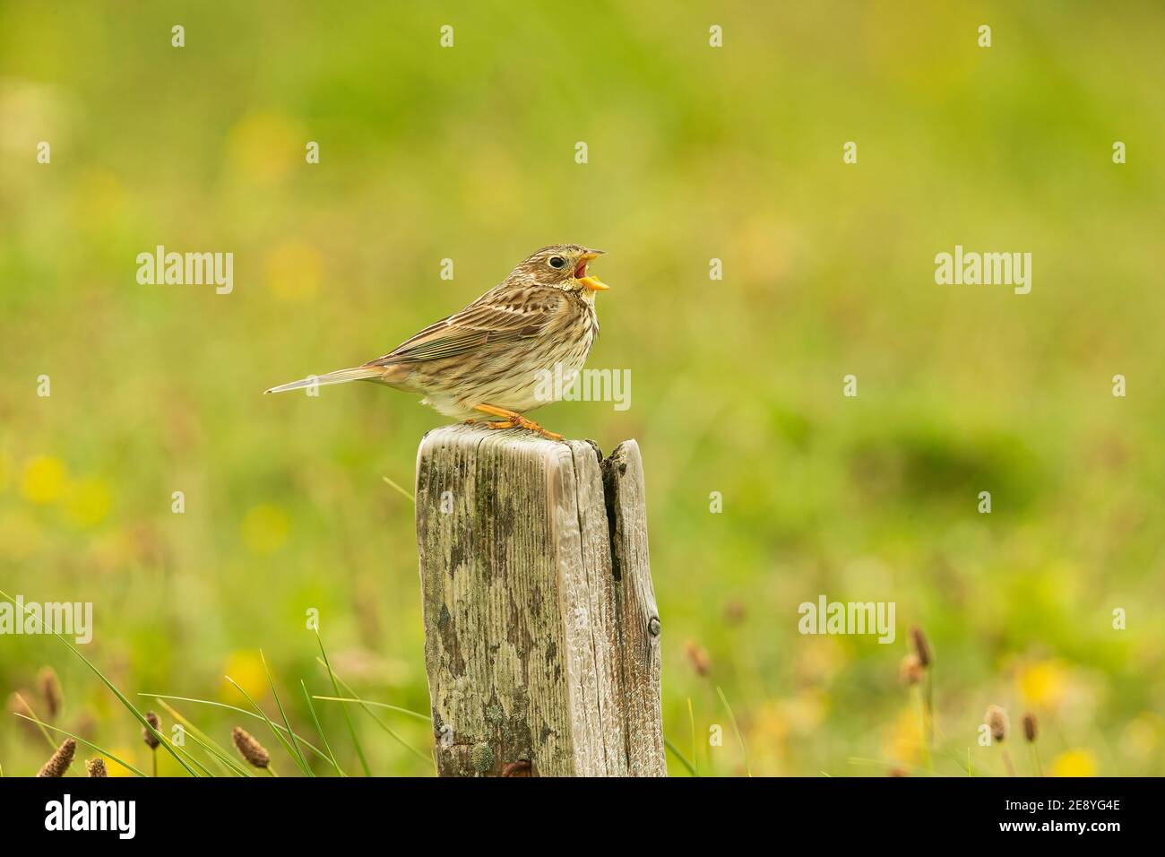 Corn Bunting Singing Stock Photo - Alamy