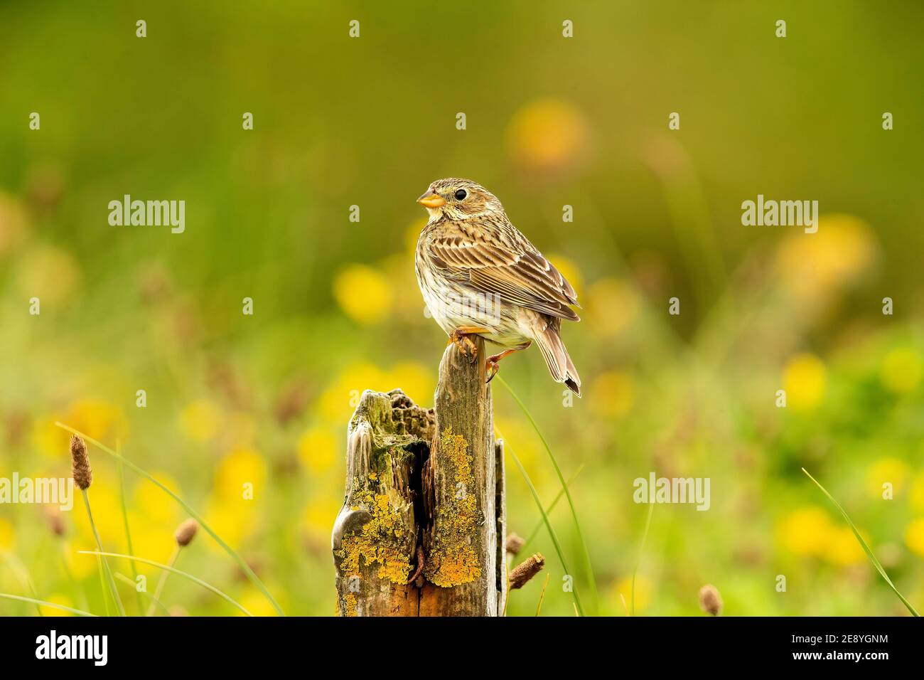 Corn Bunting Singing Stock Photo - Alamy