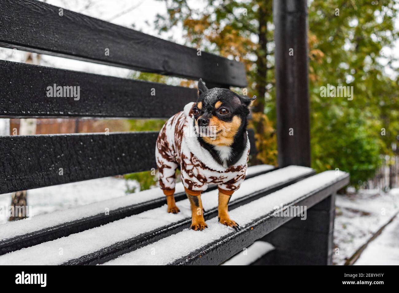 Chihuahua dog in winter clothes. Chihuahua dog in winter overalls for ...
