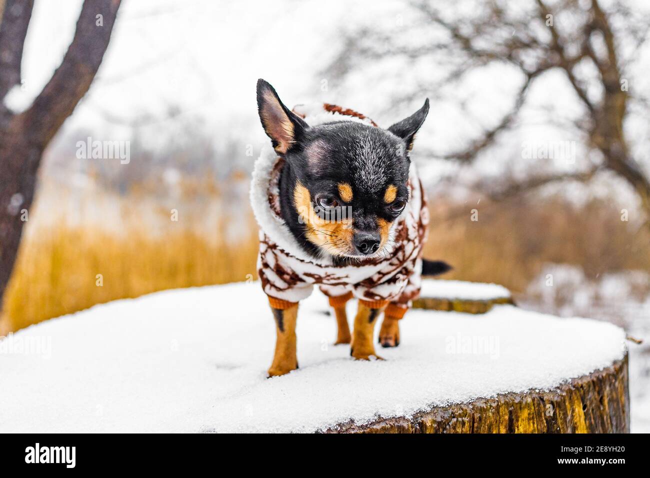 Chihuahua dog in winter clothes. Chihuahua dog in winter overalls for ...