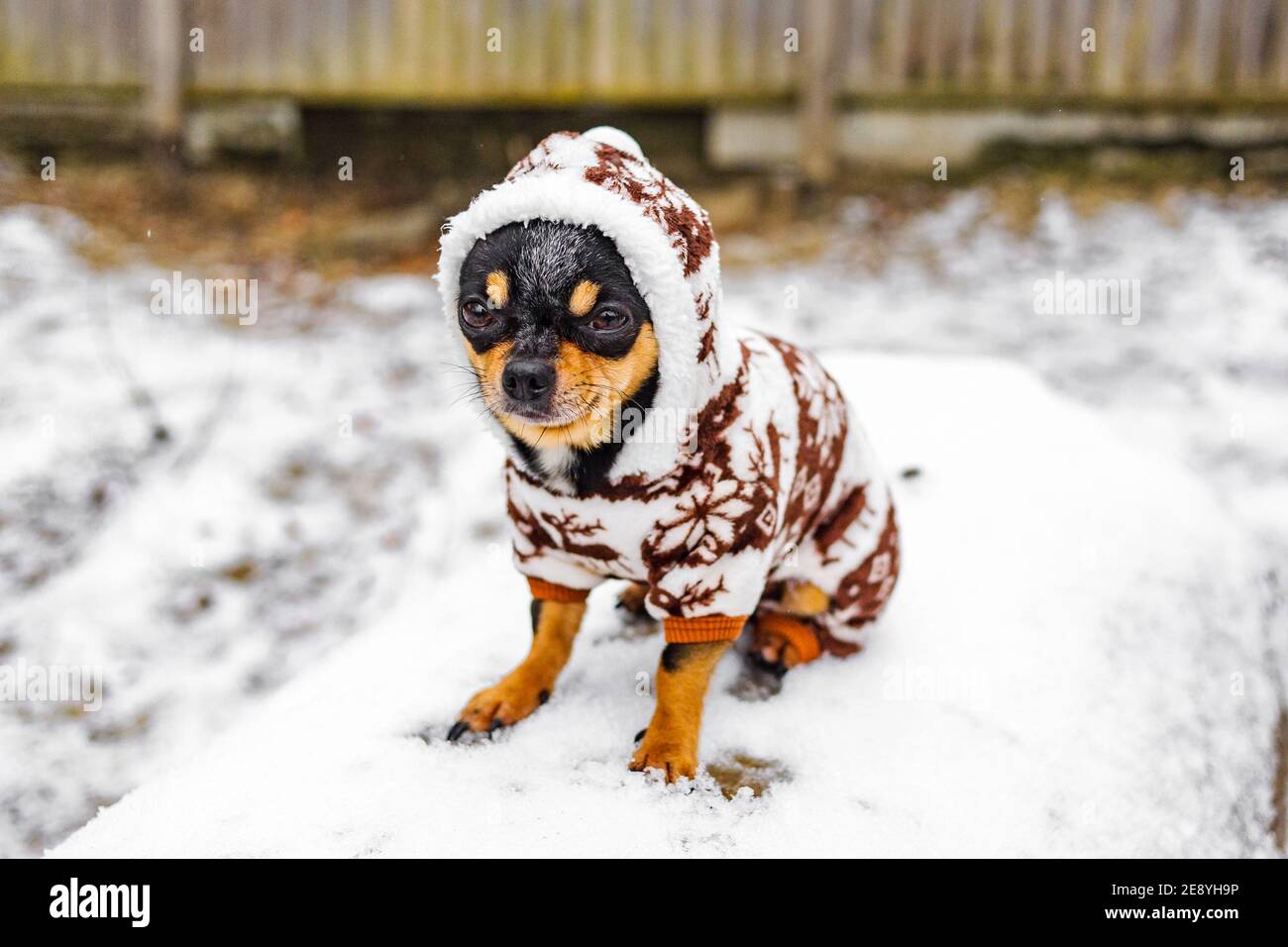 Chihuahua dog in winter clothes. Chihuahua dog in winter overalls for ...