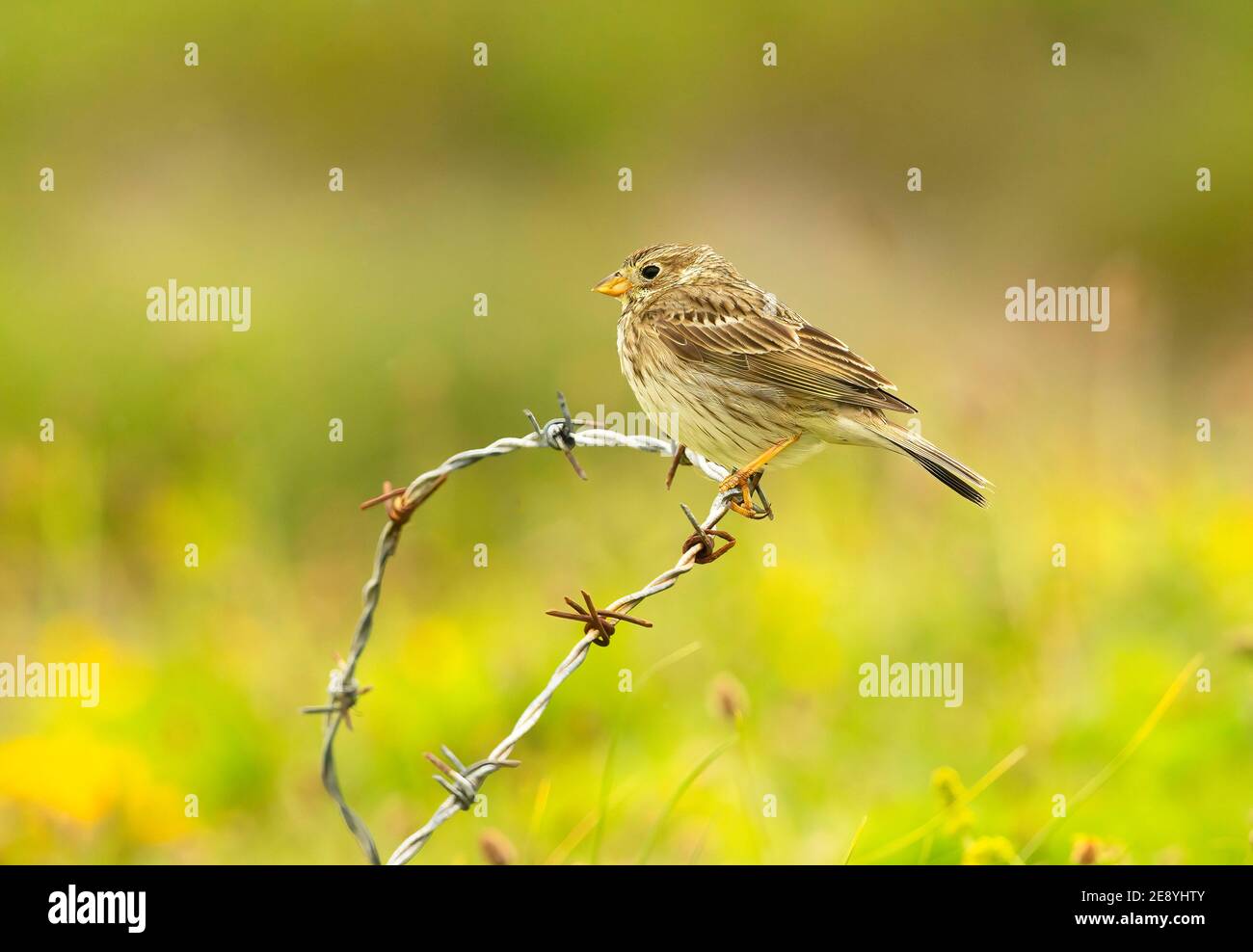 Corn Bunting Singing Stock Photo - Alamy