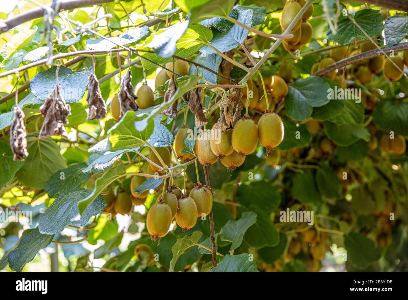 Kiwi picking season. Kiwi on a kiwi tree plantation with with huge ...