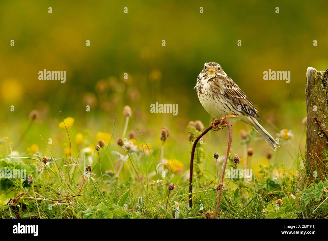 Corn Bunting Singing Stock Photo - Alamy
