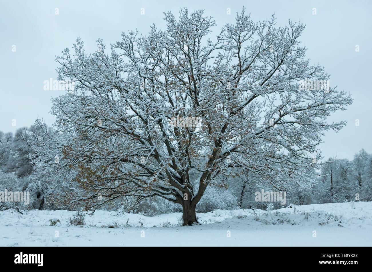 Winter scenic landscape with snowy forest in Russia. Snow covered oak ...