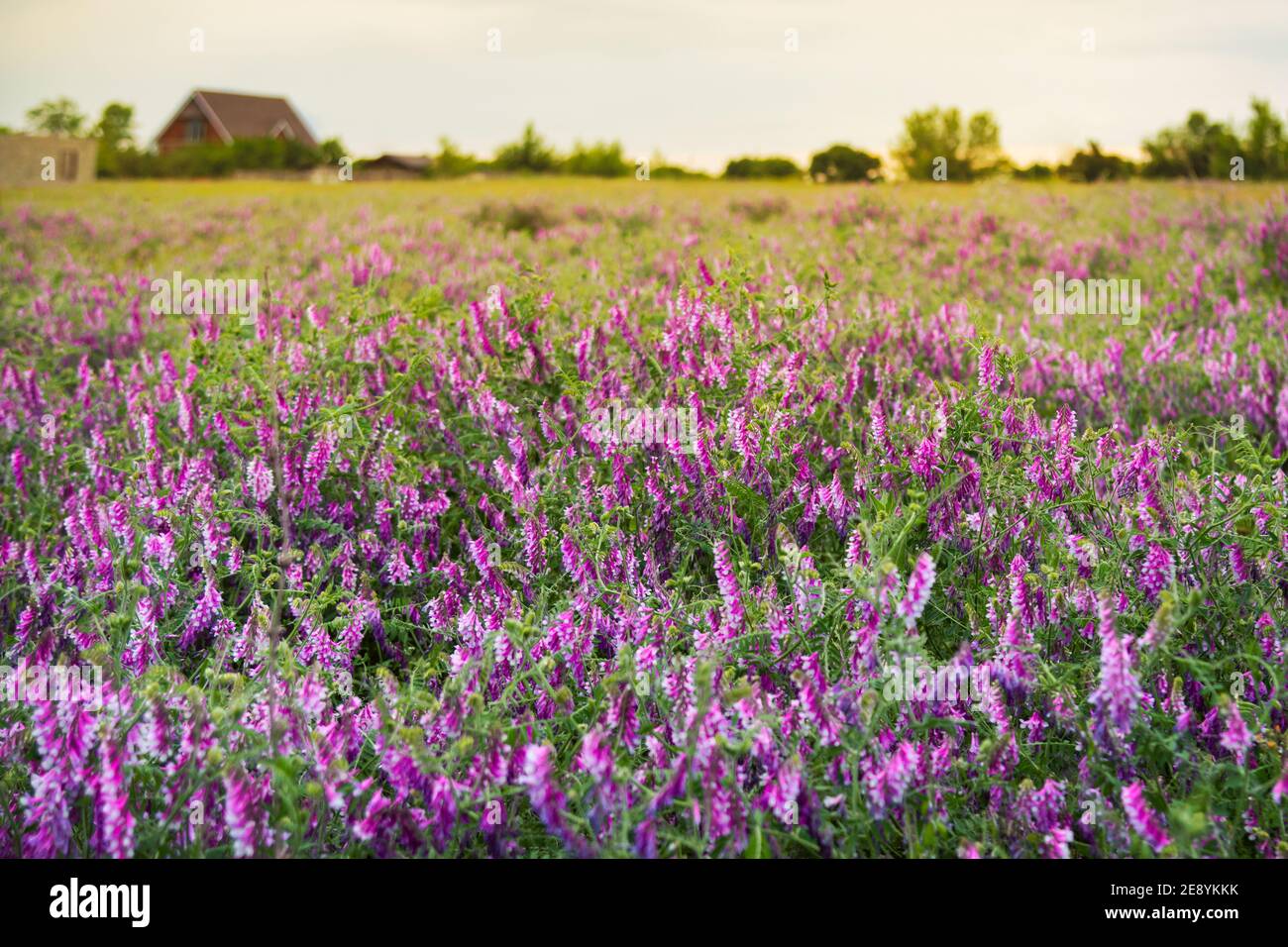 Field of purple flowers hairy vetch vicia villosa at sunset. Beautiful ...