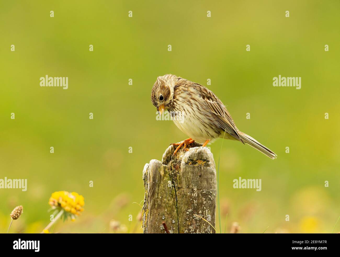 Corn Bunting Singing Stock Photo - Alamy