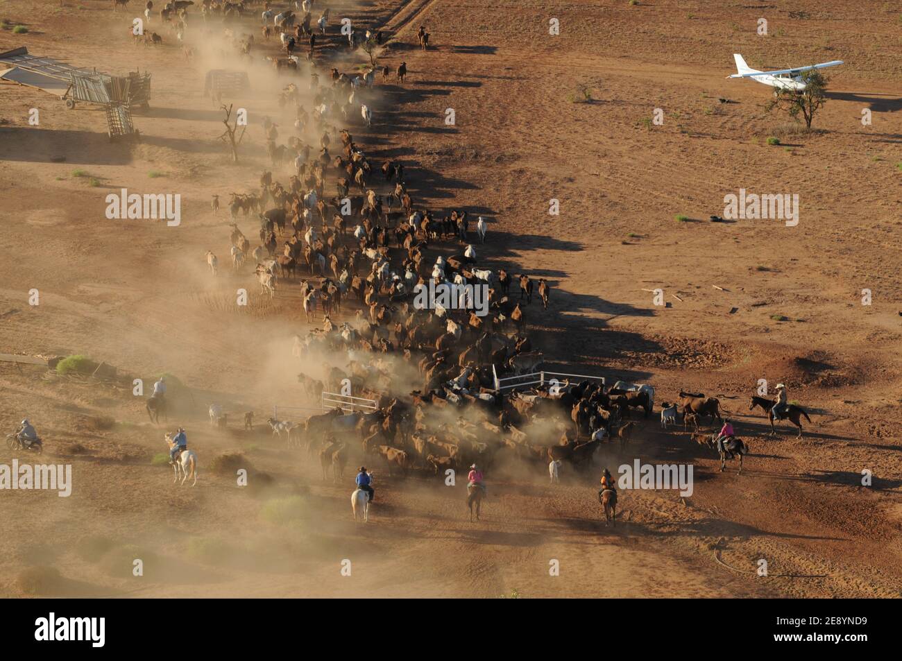 Cattle mustering a 'Coaching Mob' in outback Western Australia, using ...